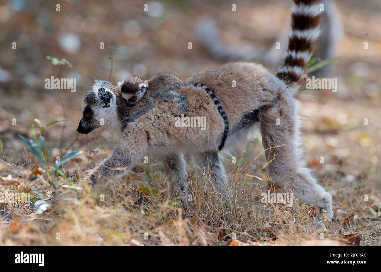 Ring-tailed lemur (Lemur catta) carrying cub in Berenty Reserve ...