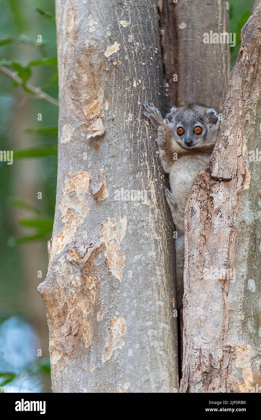Lepilemur leucopus hi-res stock photography and images - Alamy
