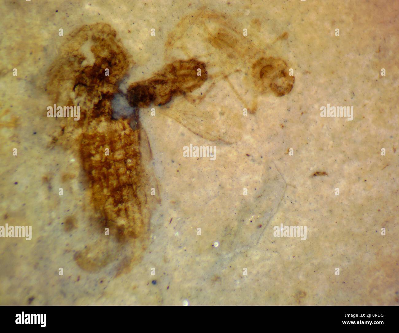 Entomological fauna hi-res stock photography and images - Alamy