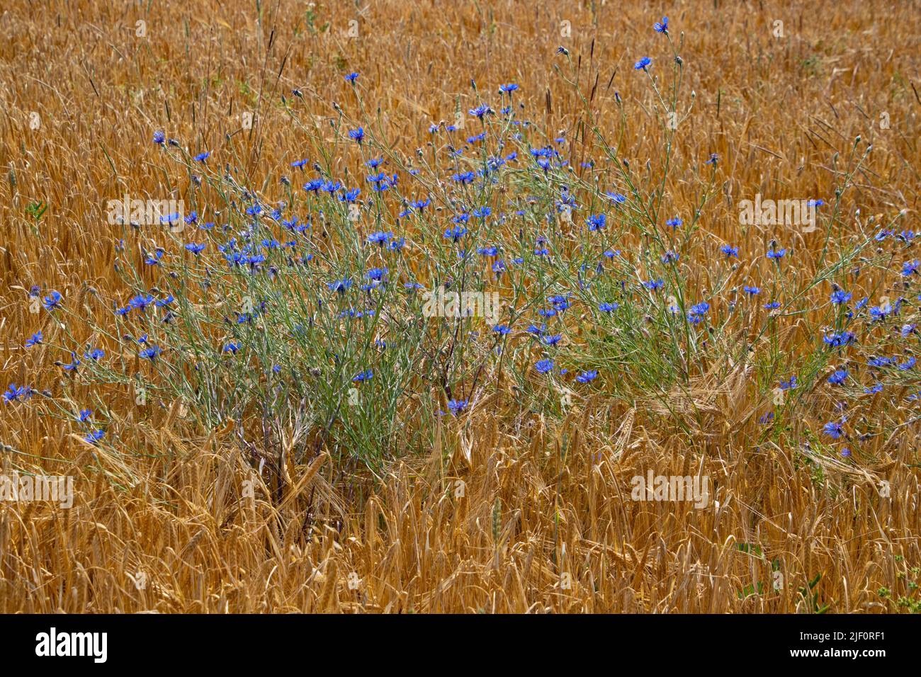 Blue cornflower in wheat hi-res stock photography and images - Alamy