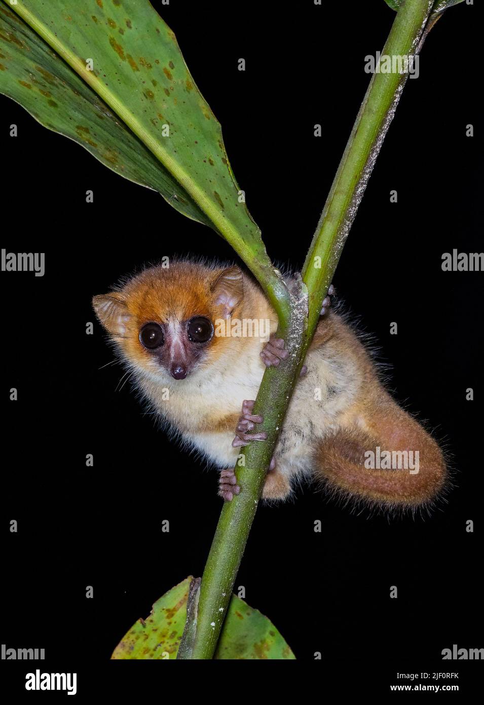 Goodman's mouse lemur (Microcebus lehilahytsara) from Andasibe NP ...