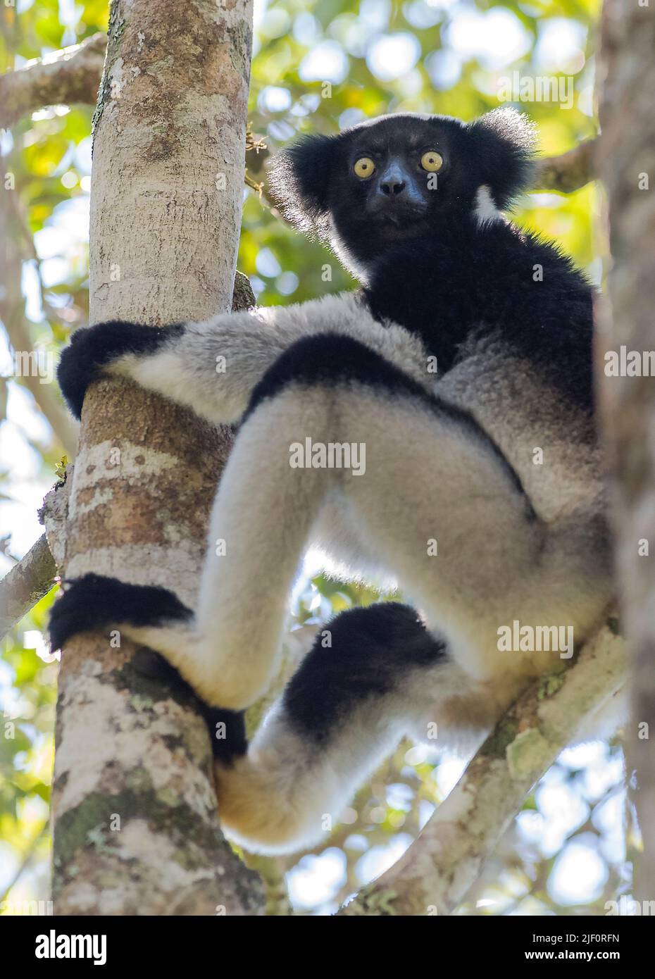 Indri (Indri indri) in Anamalazaotra Nature Reserve, Madagascar Stock ...