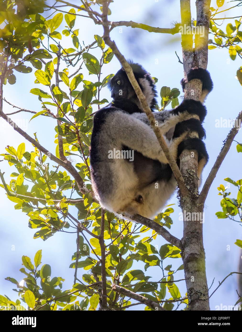 Indri (Indri indri) in Anamalazaotra Nature Reserve, Madagascar Stock ...