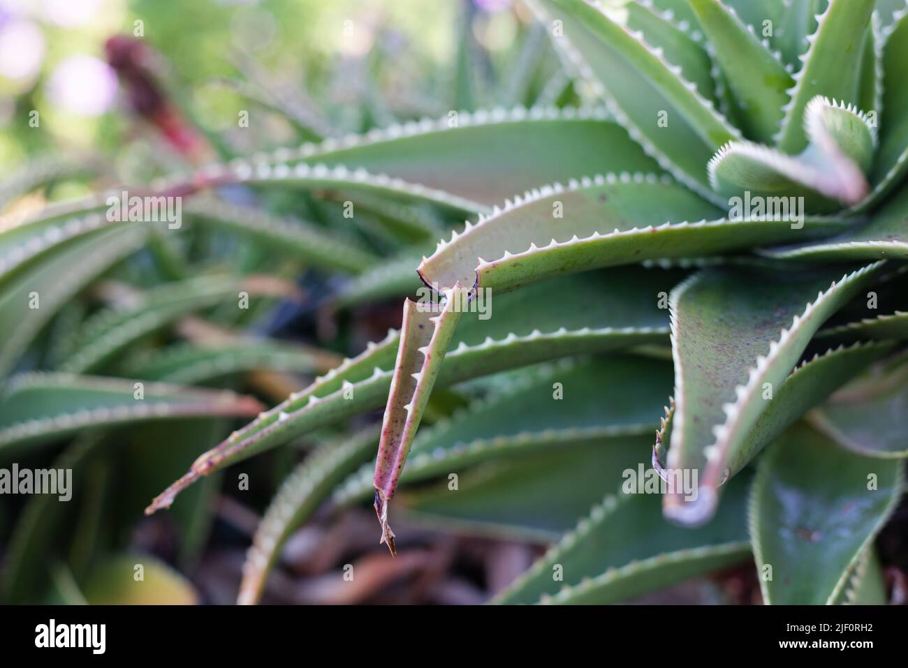 Aloe plant closeup with broken leaf in the garden Stock Photo - Alamy