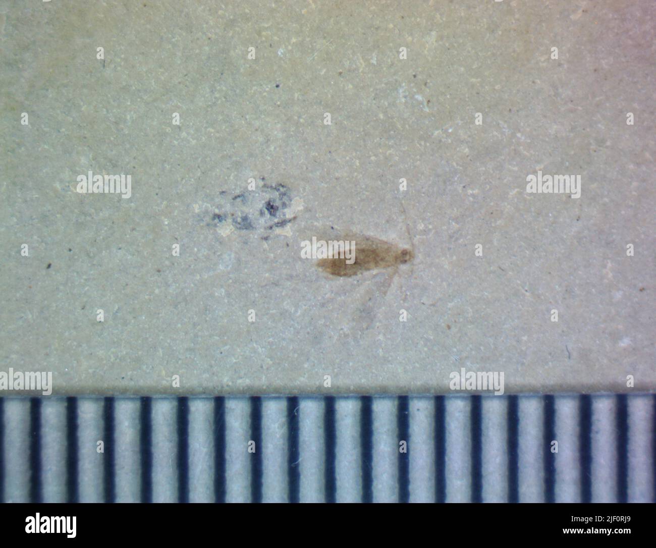 Bugs have piercing mouthpart hi-res stock photography and images - Alamy