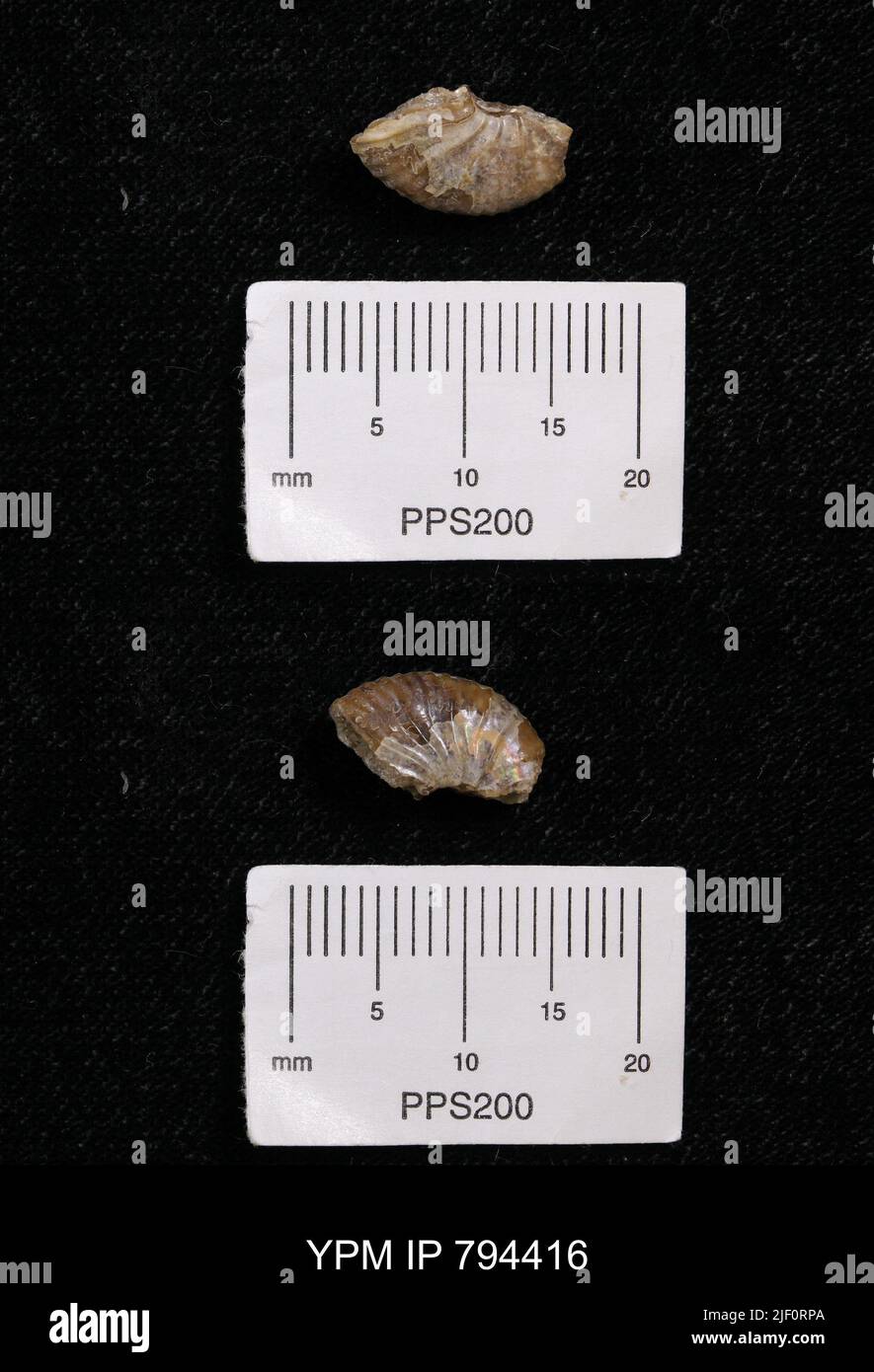 Scaphites nodosus owen hi-res stock photography and images - Alamy