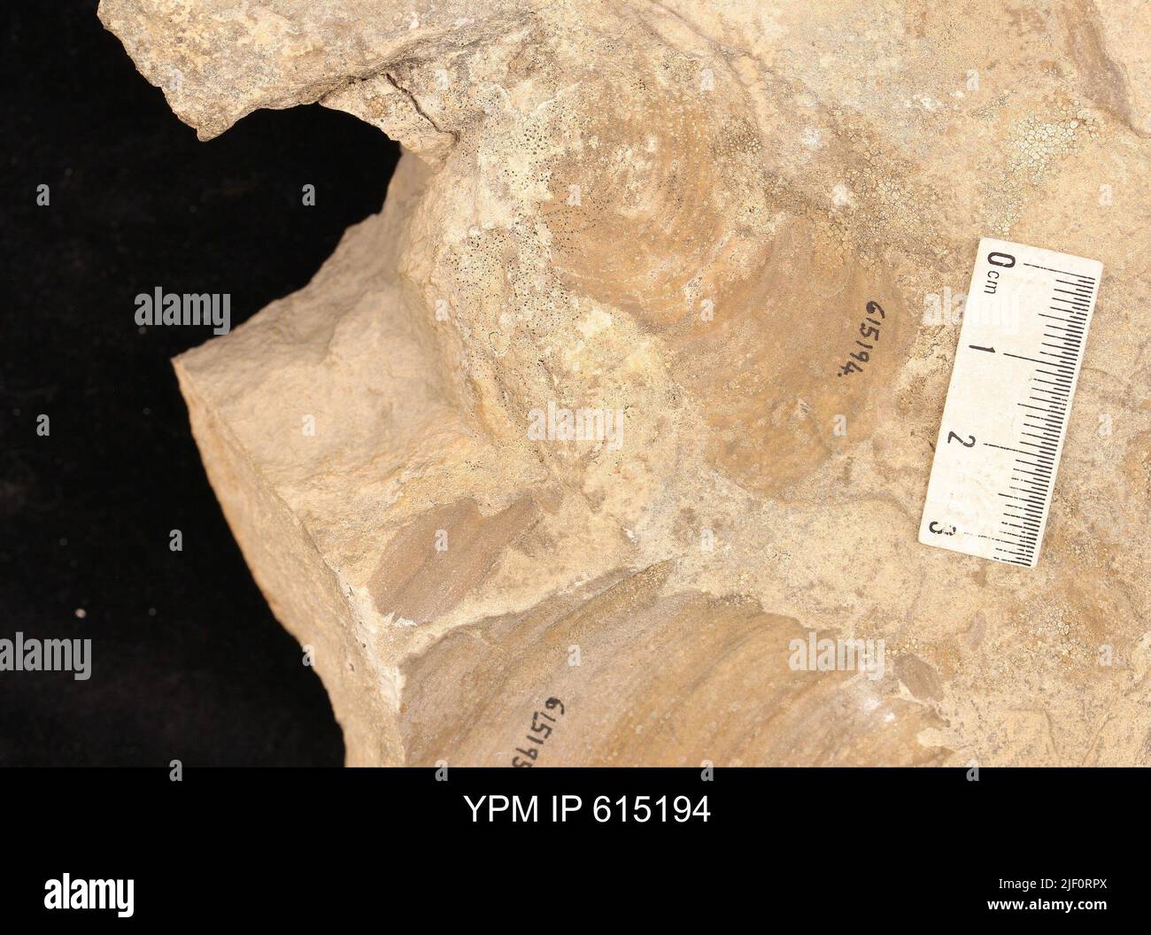 Inoceramus hi-res stock photography and images - Alamy