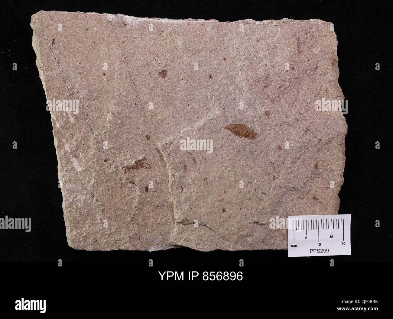 Callichimaera perplexa Luque et al., 2019 Stock Photo - Alamy