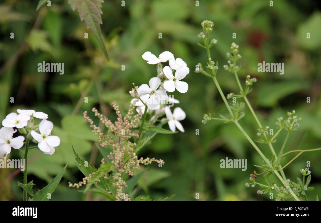 Mayflower, wild flowers, close-up, seen in Latourette Park, Staten ...