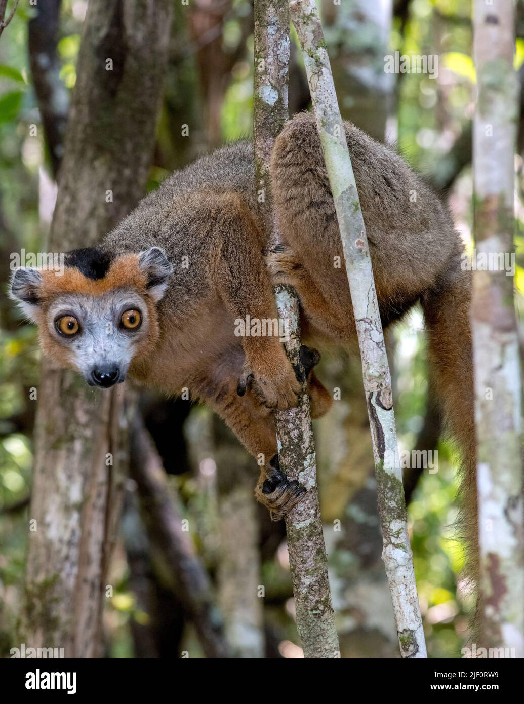 Male of crowned lemur (Eulemur coronatus) at Palmarium, eastern ...