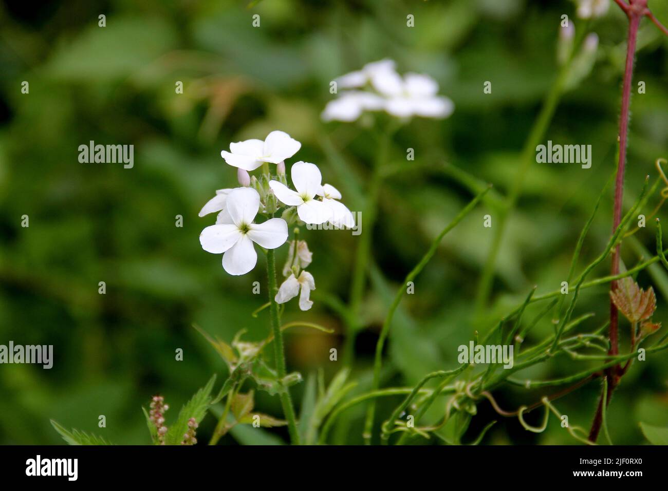 Mayflower, wild flowers, close-up, seen in Latourette Park, Staten ...