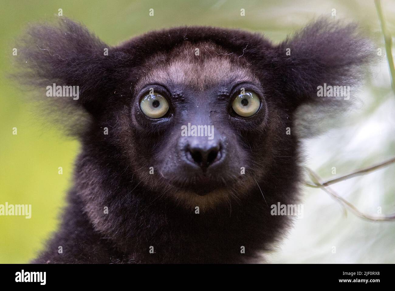 Indri (Indri indri) in the forest at Palmarium Nature Reserve ...