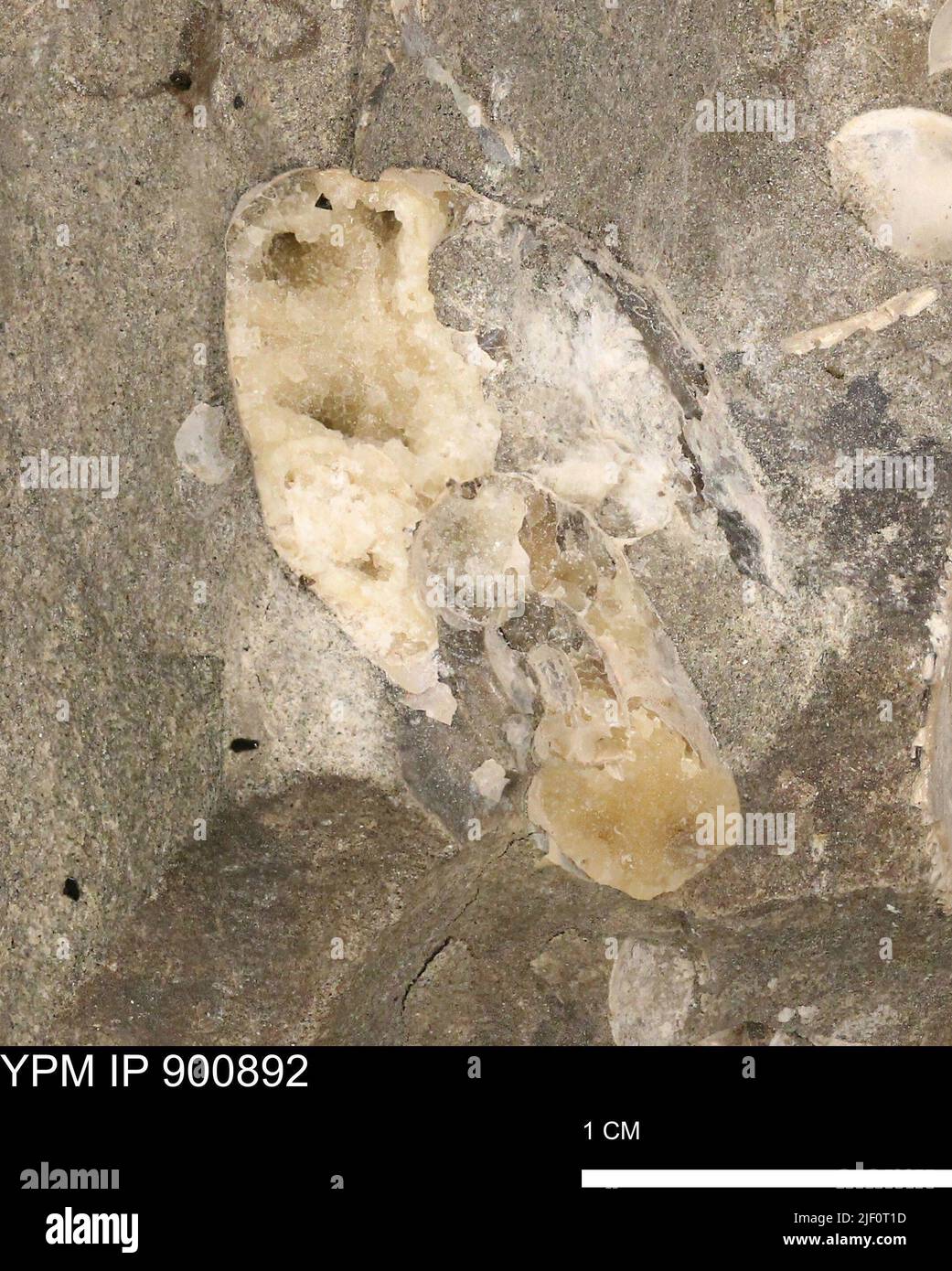 Ammonoidea animalia hi-res stock photography and images - Alamy