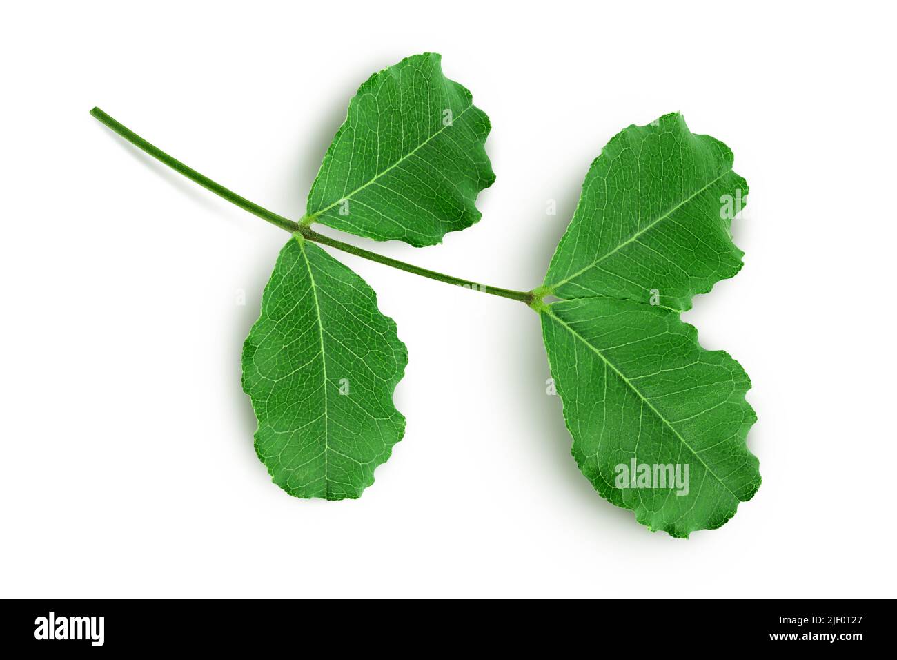 Fresh carob leaves isolated on white background. Top view. Flat lay ...