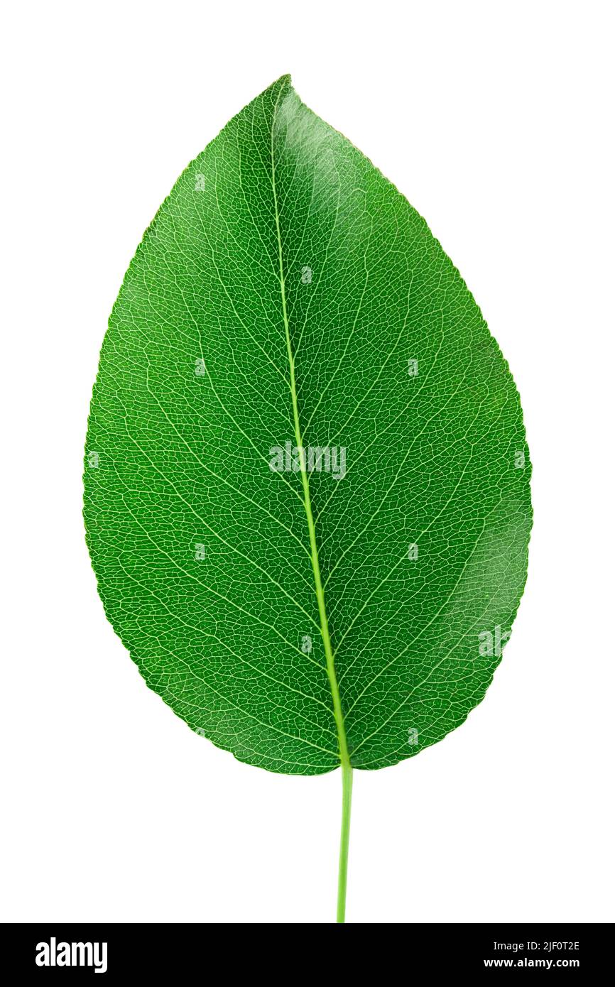 Green pear leaf isolated on white background Stock Photo - Alamy