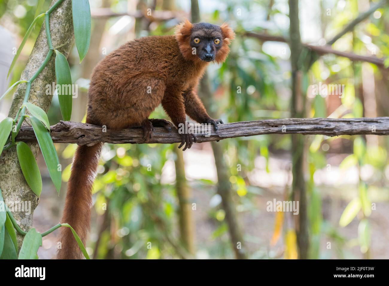 Hybrid between black lemur (Eulemur macaco) and crowned lemur (Eulemur ...