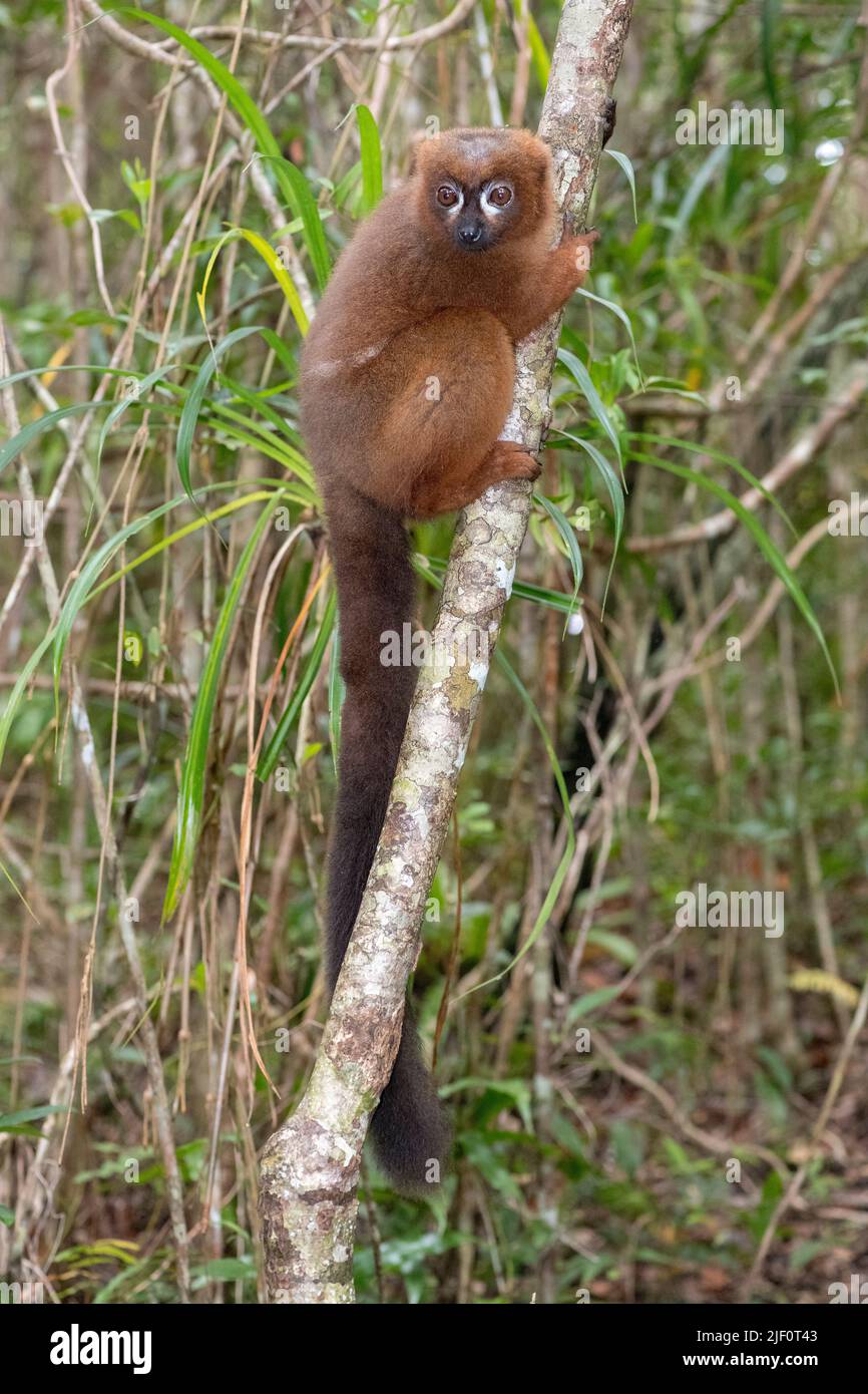 Red-bellied lemur (Eulemur rubriventer) in the forest of Palmarium ...