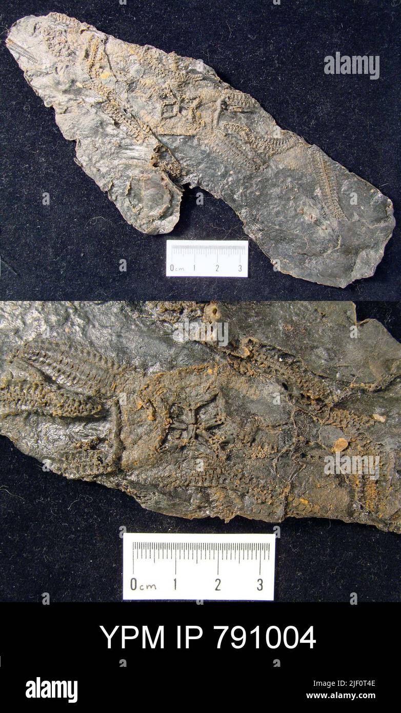 Jaekel hi-res stock photography and images - Alamy