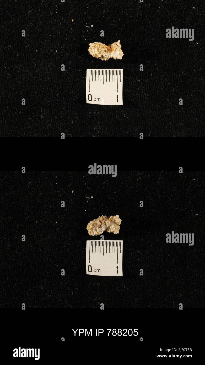 Taxon identification hi-res stock photography and images - Alamy