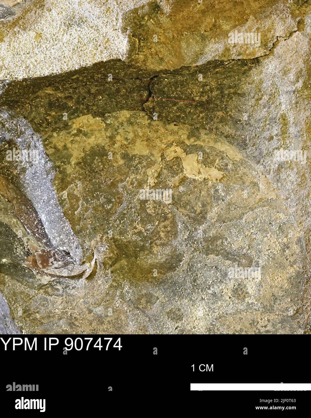 Sphenodiscus hi-res stock photography and images - Alamy