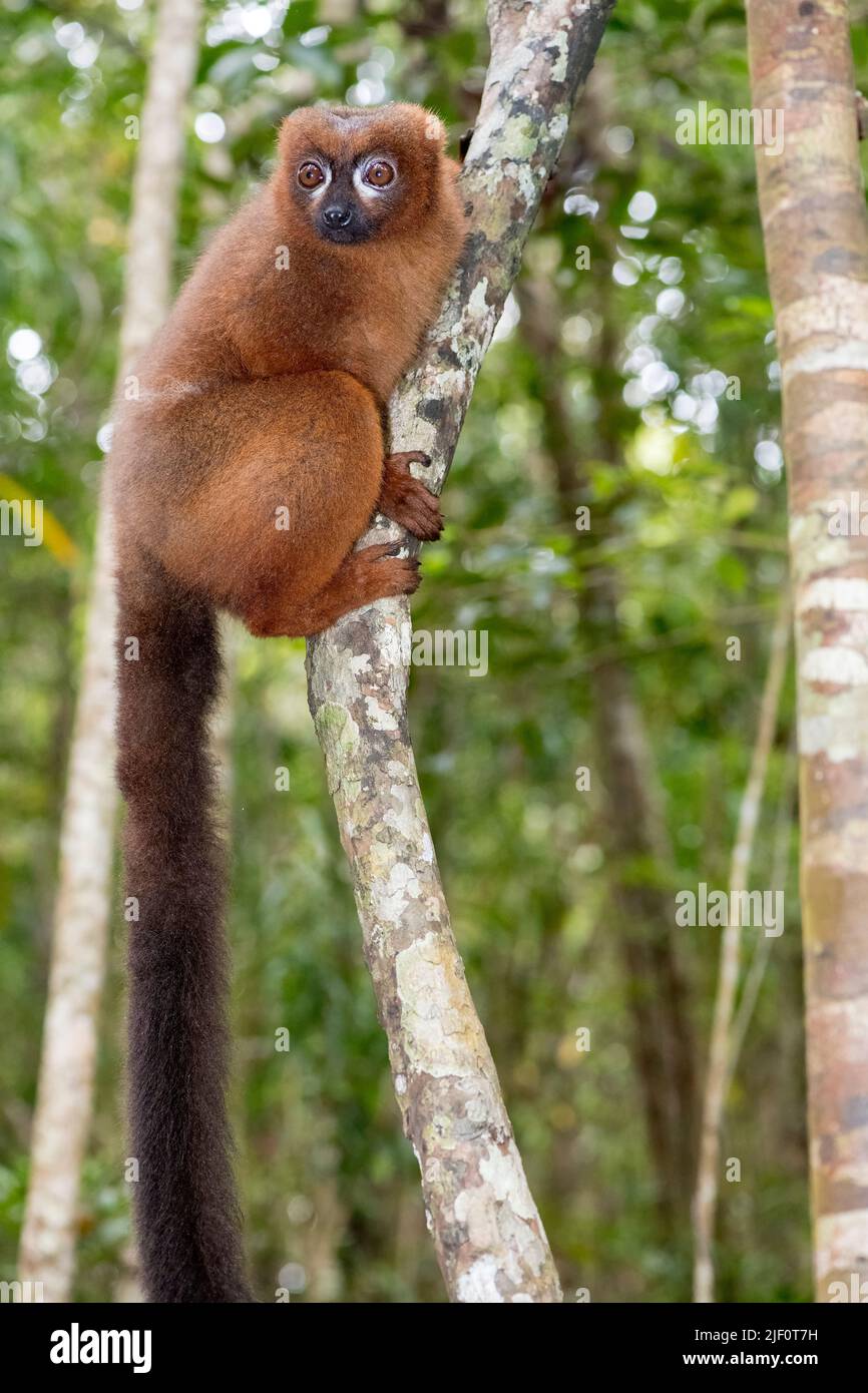 Red-bellied lemur (Eulemur rubriventer) in the forest of Palmarium ...