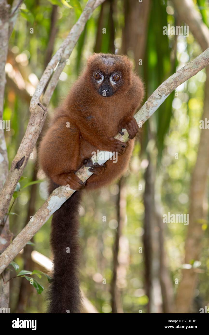 Red-bellied lemur (Eulemur rubriventer) in the forest of Palmarium ...