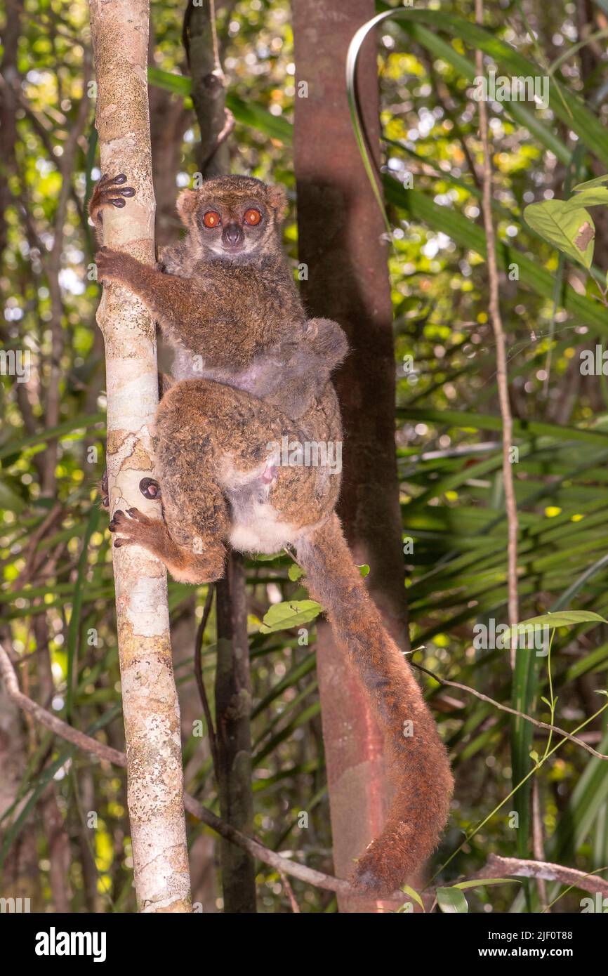 Eastern woolly lemur (Avahi laniger) carrying juvenile in the forest of ...