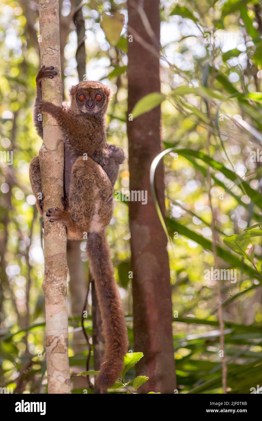 Eastern woolly lemur (Avahi laniger) carrying juvenile in the forest of ...