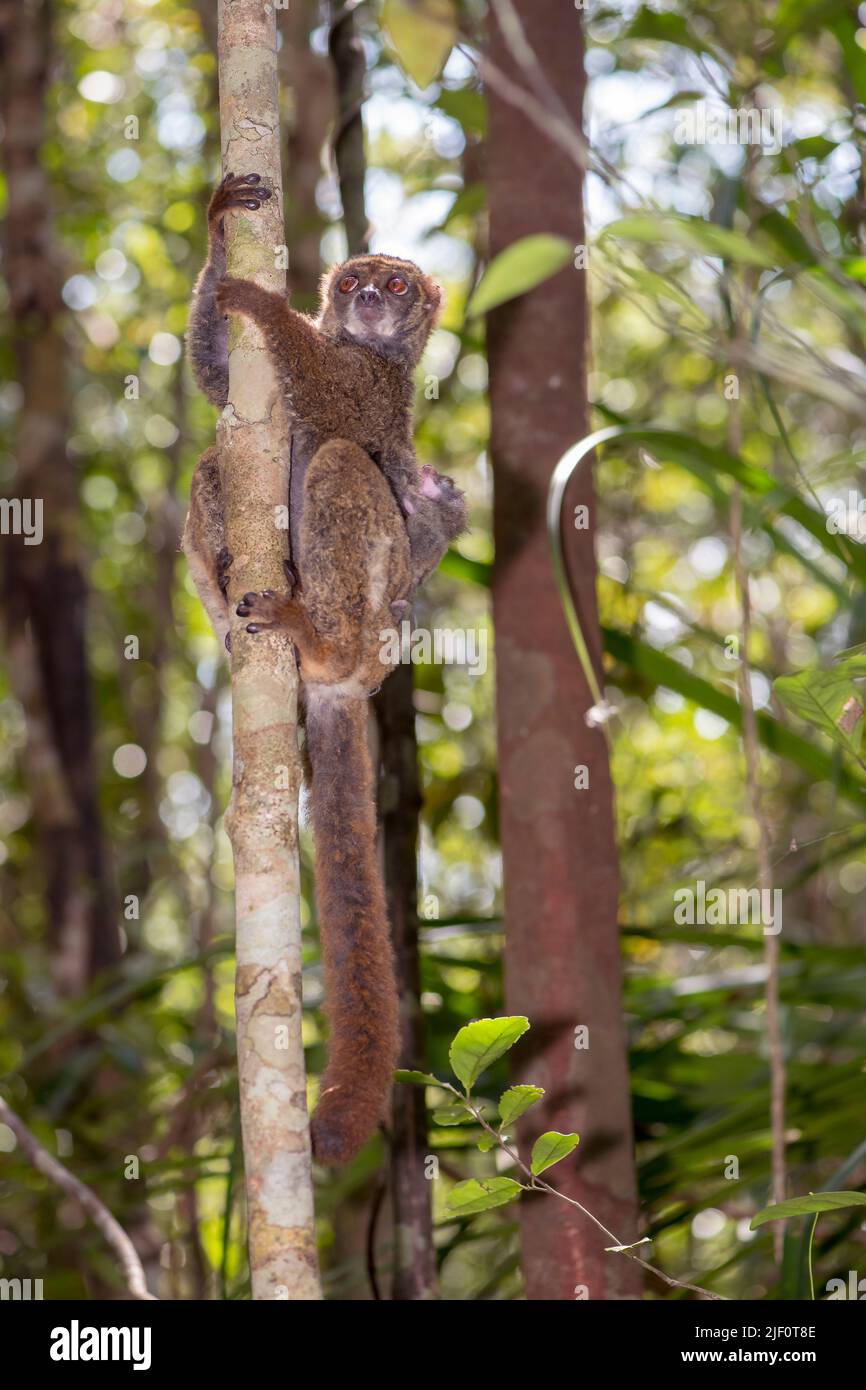 Eastern woolly lemur (Avahi laniger) carrying juvenile in the forest of ...