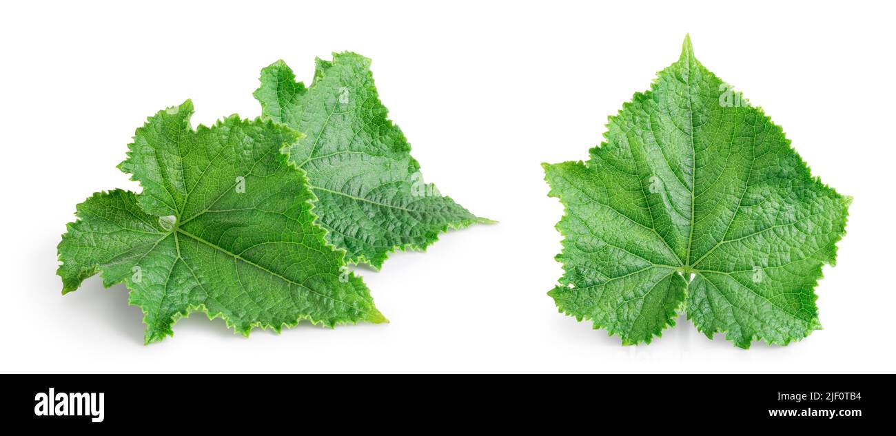 Cucumber leaf isolated on a white background with full depth of field ...