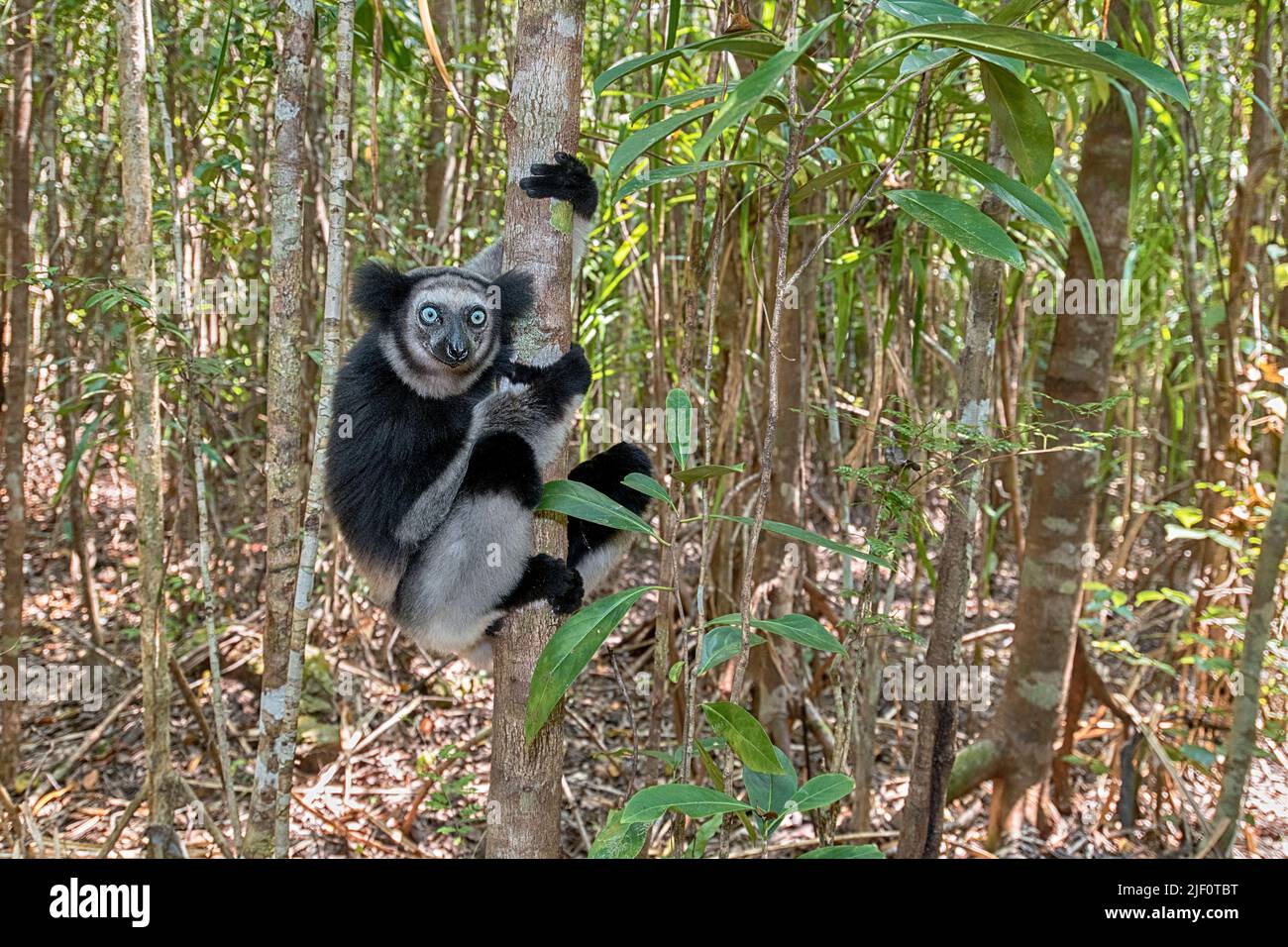 Indri (Indri indri) in the forest at Palmarium Nature Reserve ...