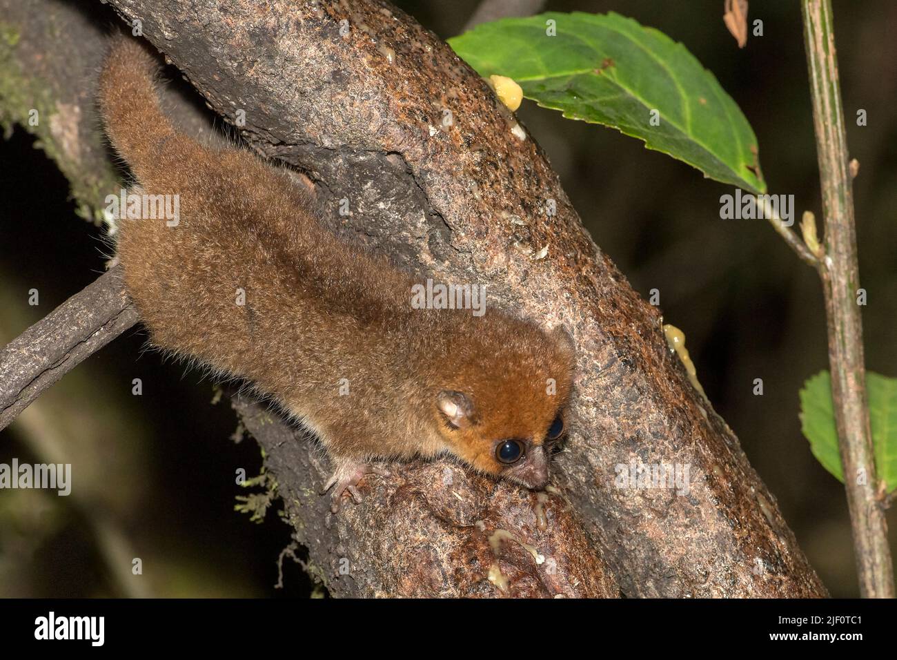 Rufous mouse lemur (Microcebus rufus) from Ranomafana National Park ...