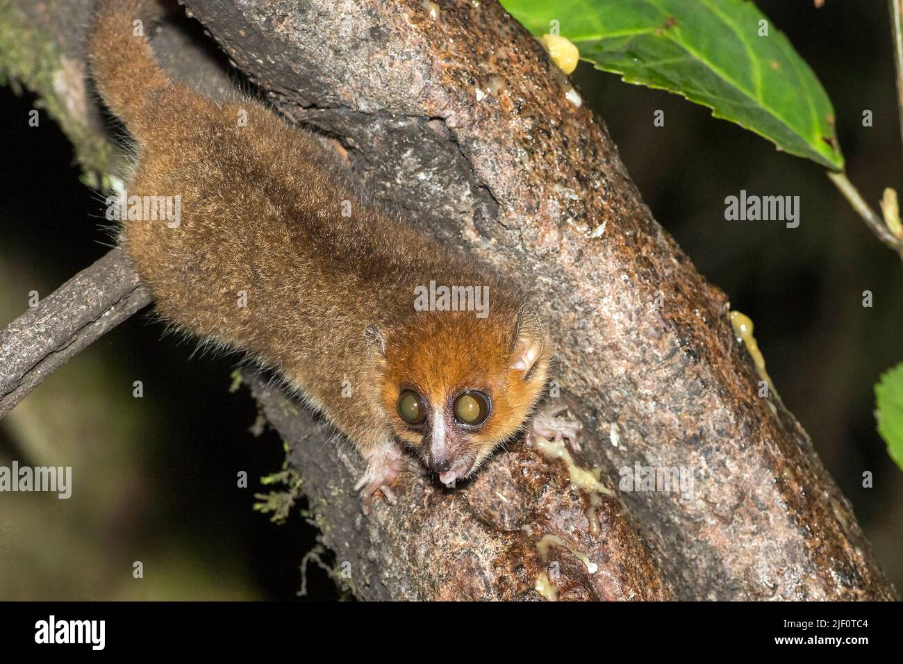Rufous mouse lemur (Microcebus rufus) from Ranomafana National Park ...