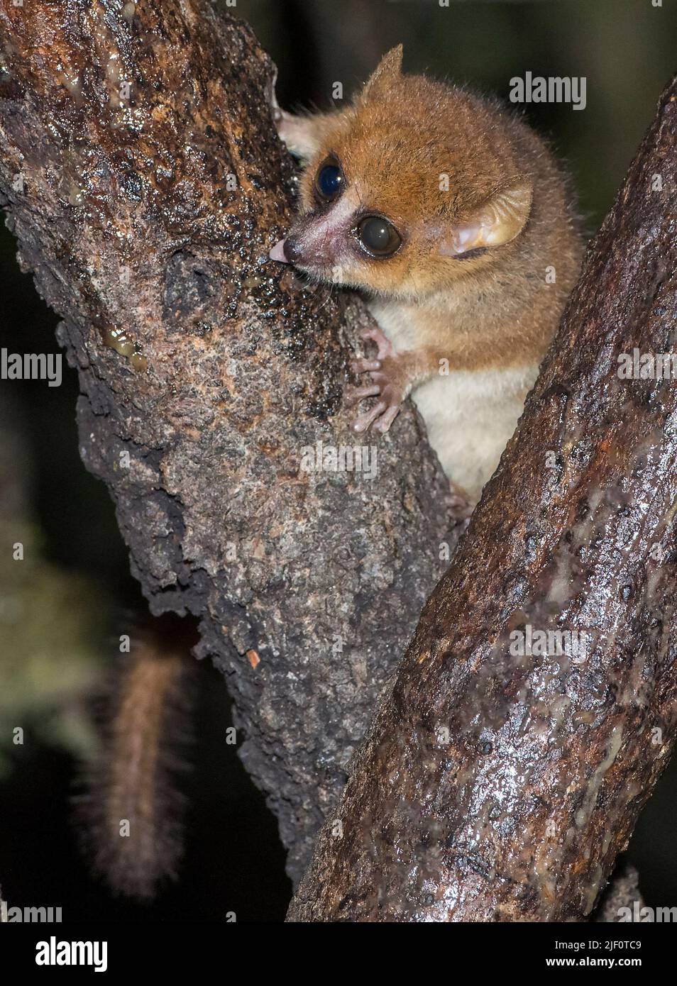 Cheirogaleidae family hi-res stock photography and images - Alamy