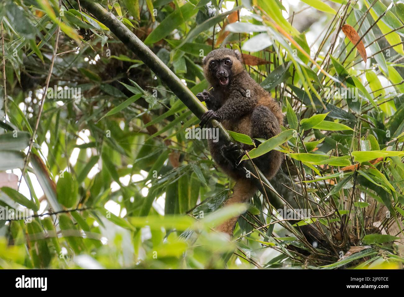 The critically endangered golden bamboo lemur (Hapalemur aureus) in ...