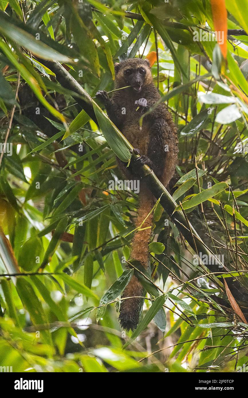 The critically endangered golden bamboo lemur (Hapalemur aureus ...