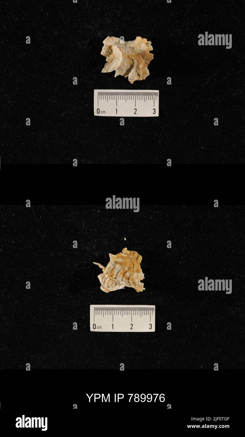 Leptodus sp animalia hi-res stock photography and images - Alamy