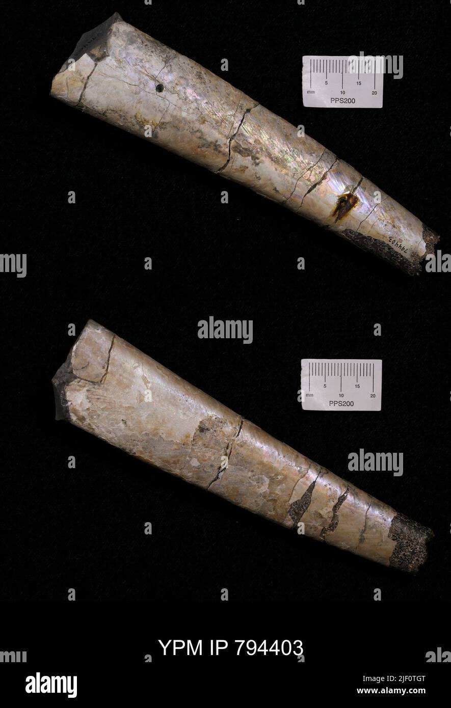 Baculites compressus say animalia hi-res stock photography and images ...