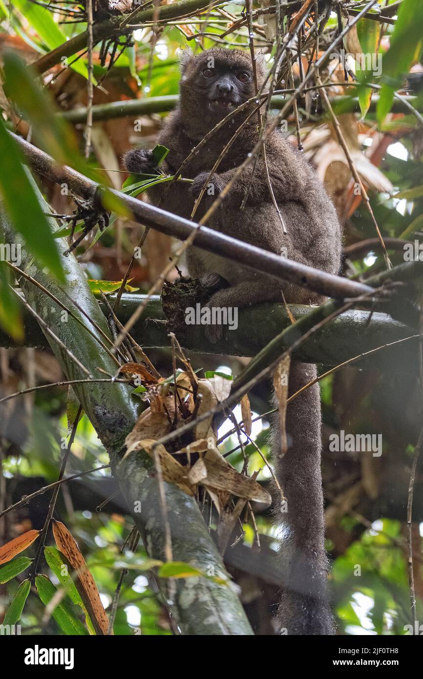 Greater bamboo lemur (Prolemur simus) from Ranomafana National Park ...