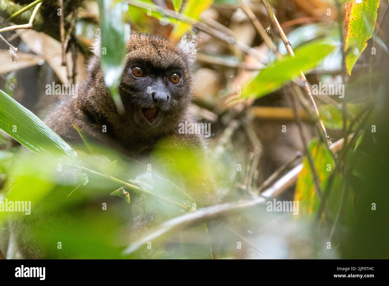 Greater bamboo lemur (Prolemur simus) from Ranomafana National Park ...