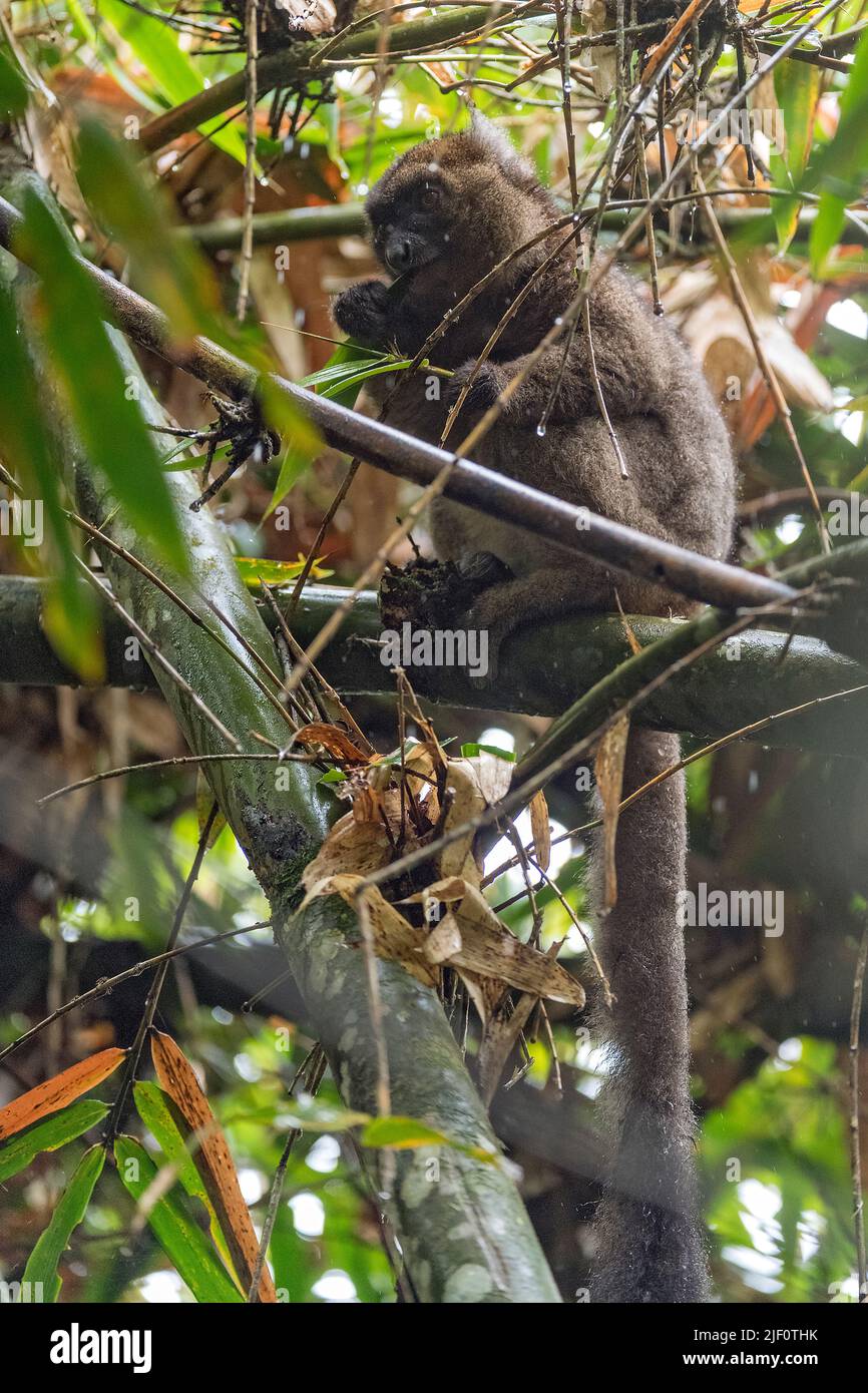 Greater bamboo lemur (Prolemur simus) from Ranomafana National Park ...