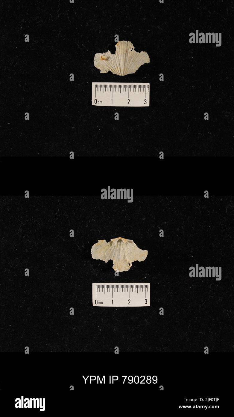 Neospirifer sp animalia hi-res stock photography and images - Alamy
