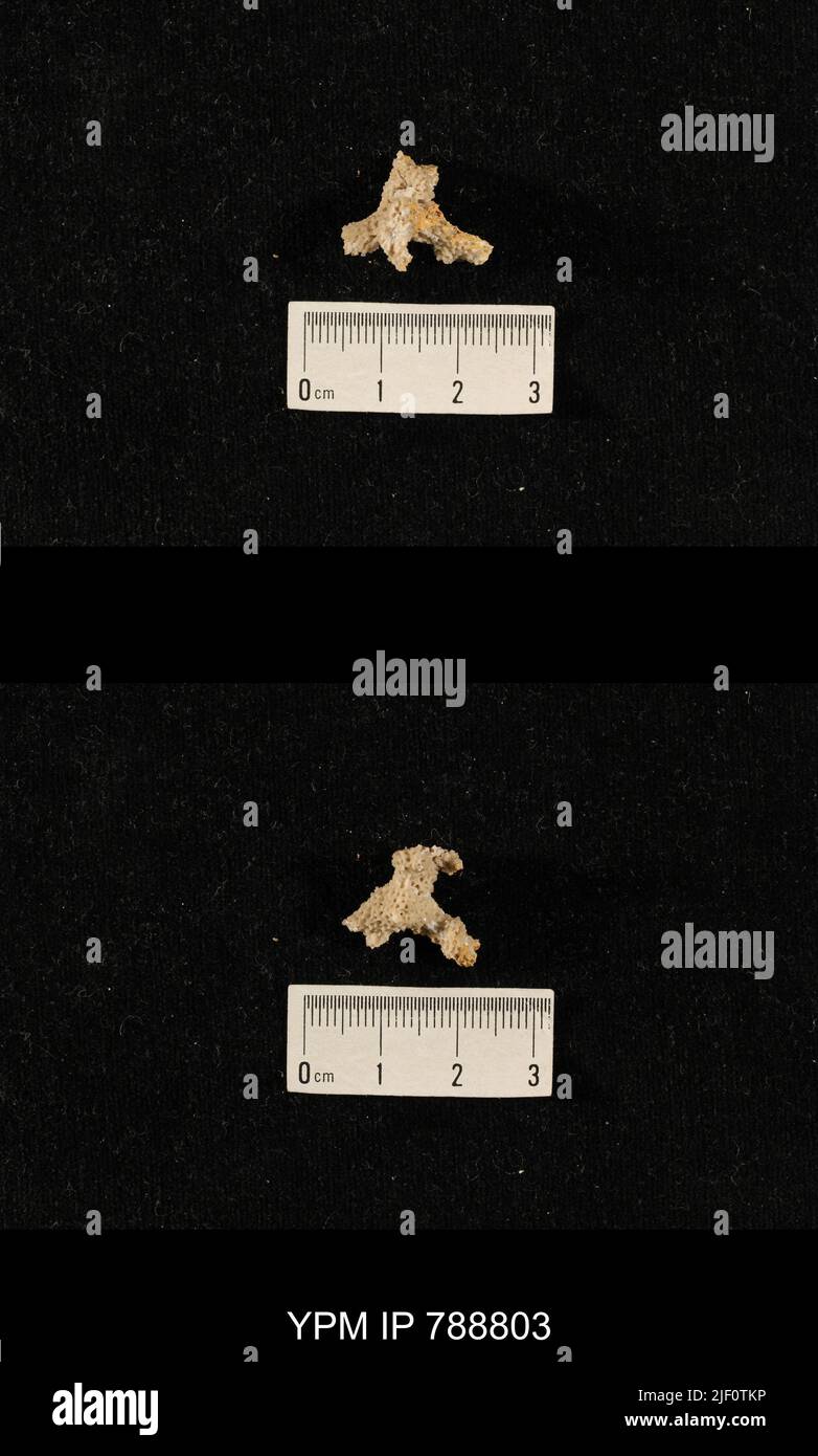 Taxón hi-res stock photography and images - Alamy