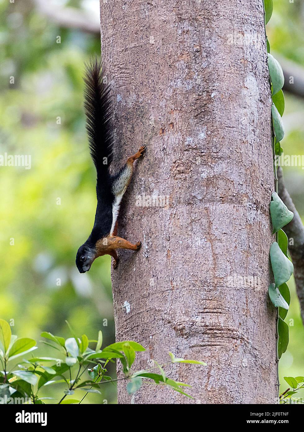 Prevost's squirrel (Callosciurus prevostii waringensis) from Kalimantan ...