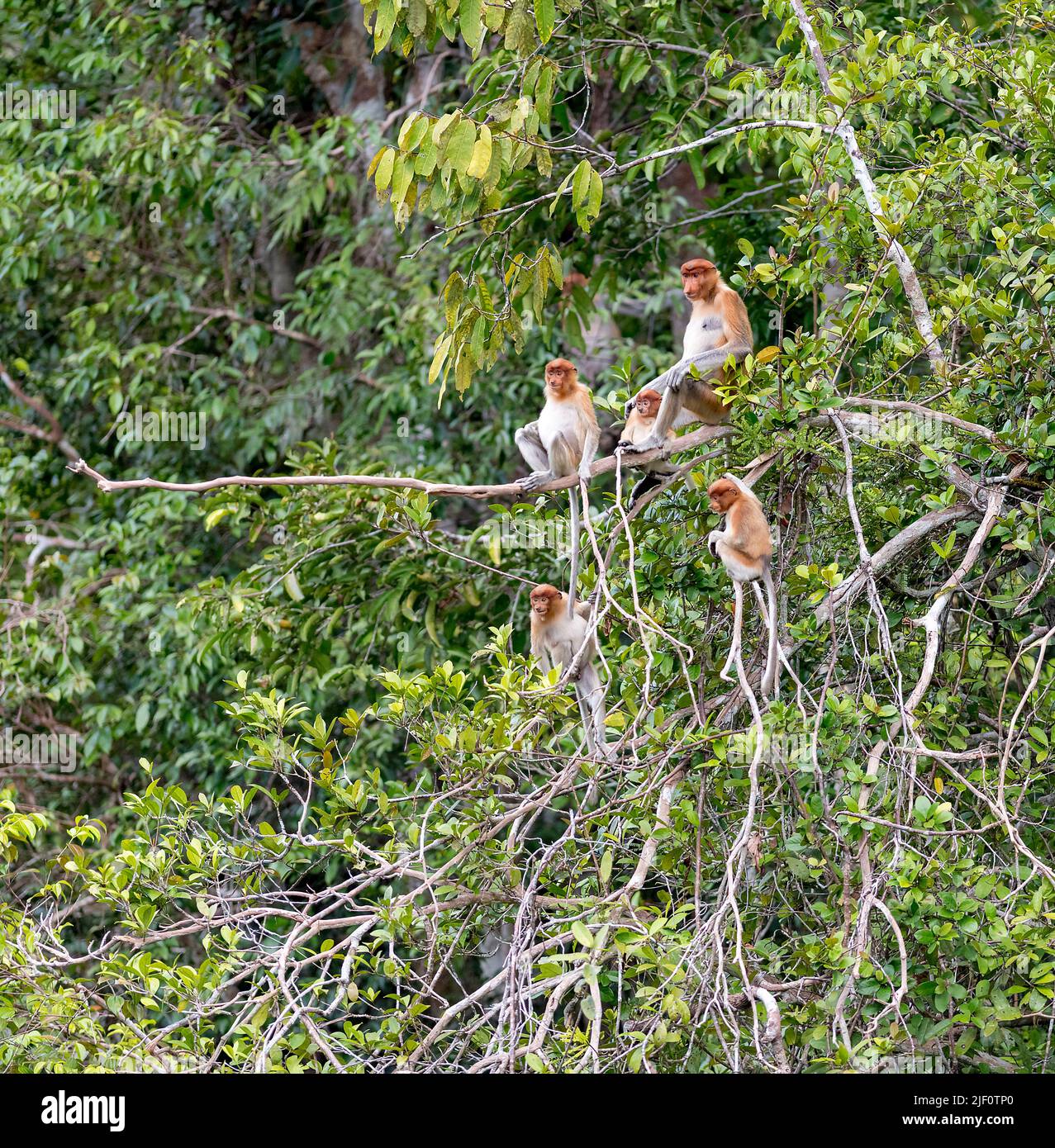 Group of proboscis monkeys (Nasalis larvatus) in Tanjung Puting ...