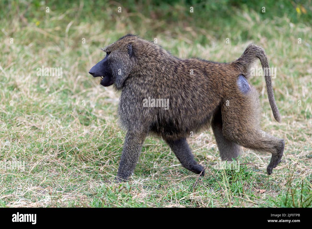 Dominant male olive baboon (Papio anubis) from Maasai Mara, Kenya Stock ...