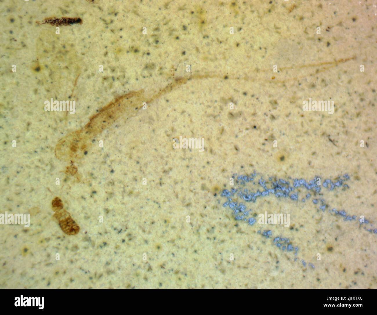 Flattened bodies hi-res stock photography and images - Alamy