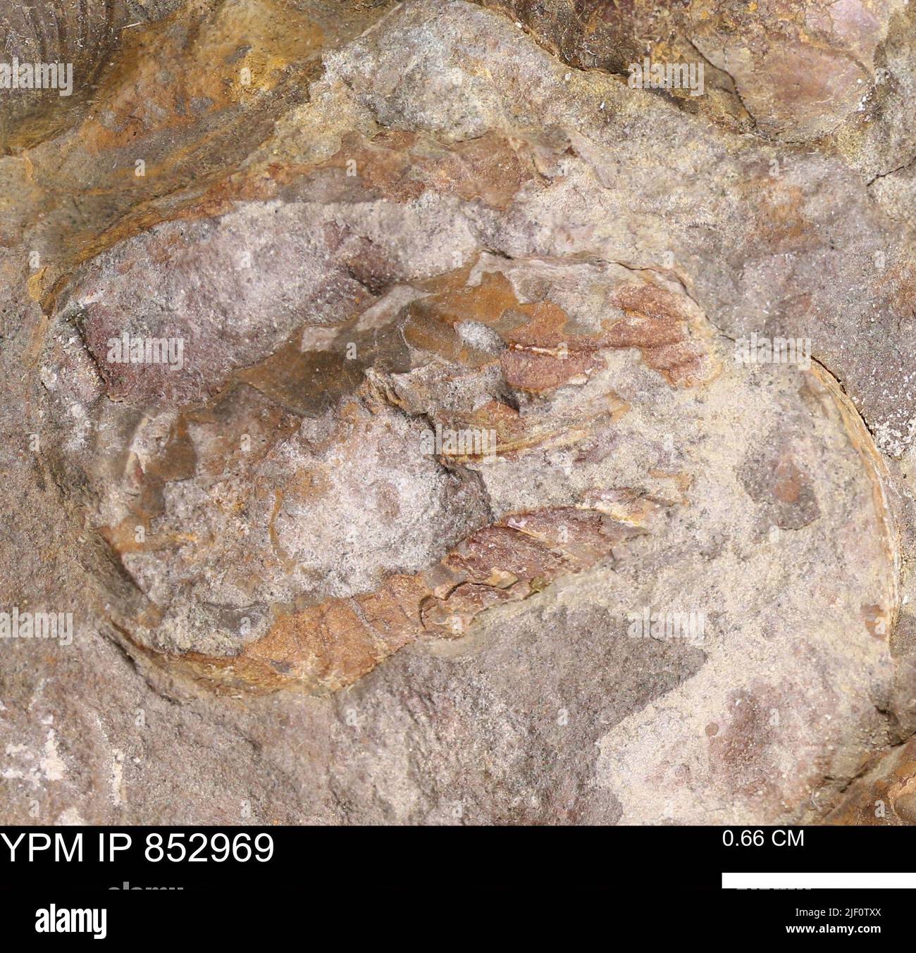 Pteriomo hi-res stock photography and images - Alamy