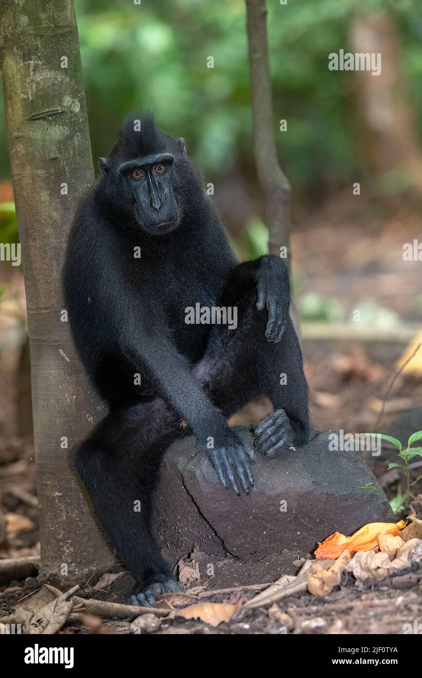 Crested Black Macaques (Macaca nigra) in Tangkoko Nature Reserve ...