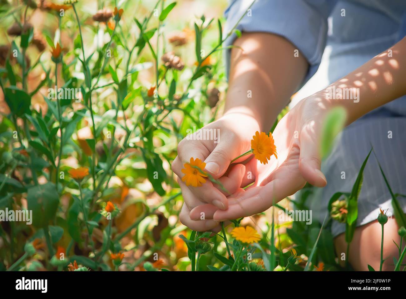 Beautiful Pot marigold. Close up of Colorful Pot Marigold flower.Yellow ...